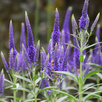 Veronica Blue Bouquet - Garden Express