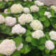 Hydrangea Le Cygne - Garden Express