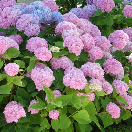 Hydrangea Plants (Hortensia) - Garden Express Online Nursery