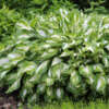 Hosta Undulata - Garden Express