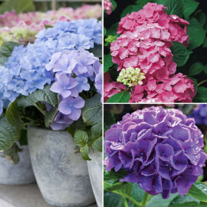 Hydrangea Plants (Hortensia) - Garden Express Online Nursery