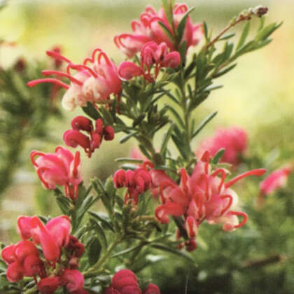 Grevillea Raspberry Ripple (PBR) - Garden Express