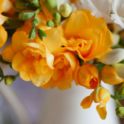 Freesia Refracta Alba - Garden Express