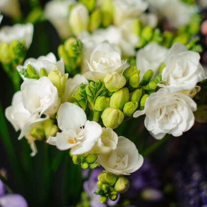 Freesia Refracta Alba - Garden Express