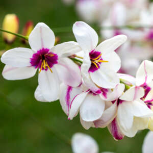 Planting Stock Ixia Mixed - Garden Express