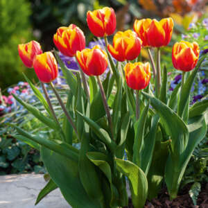 Tulip Dow Jones - Garden Express