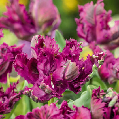 Tulip Rococo - Garden Express