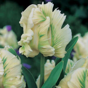 Tulip Super Parrot - Garden Express
