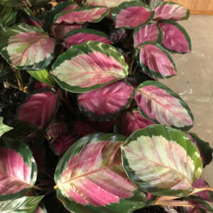 Indoor Plants - Garden Express