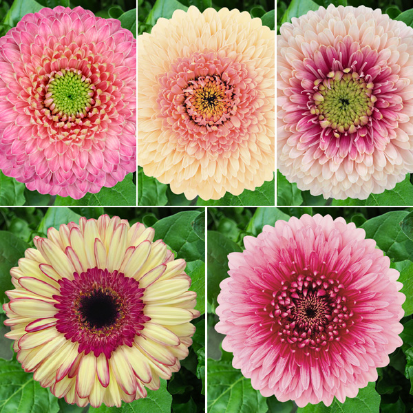 Gerbera Bicolour Collection 5 Plants - Garden Express