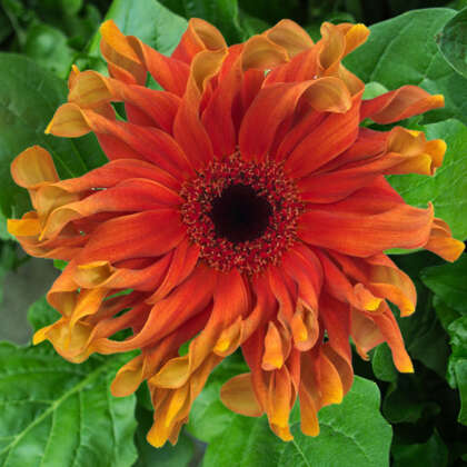 Gerbera Pastini Capreese - Garden Express