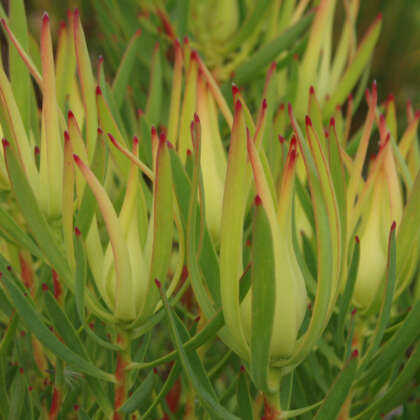 Leucadendron Inca Gold - Garden Express