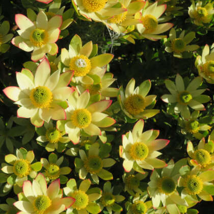 Proteaceae - Garden Express - Australia's Largest Online Nursery