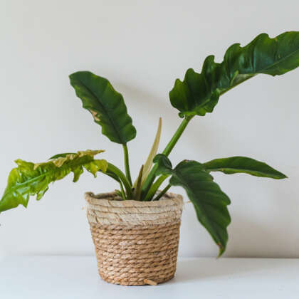 Philodendron Narrow Escape - Garden Express