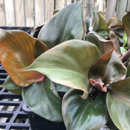 Philodendron Red Heart - Garden Express