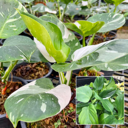 Philodendron White Wizard - Garden Express