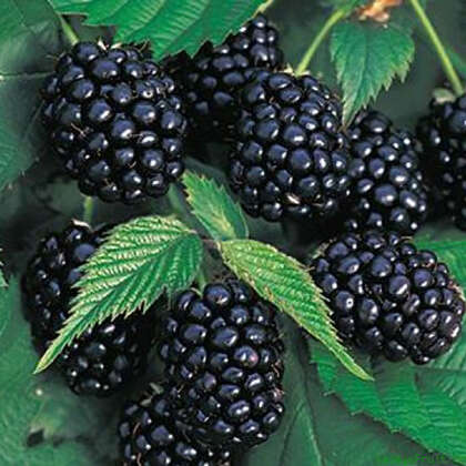 Edible Produce - Garden Express - Australia's Largest Online Nursery