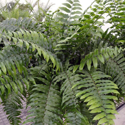 Boston Macho Fern - Garden Express