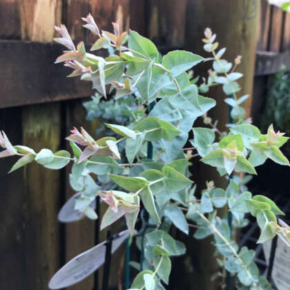 Eucalyptus Moon Lagoon - Garden Express