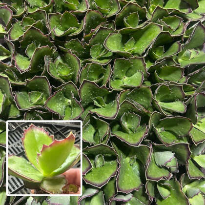 Succulents - Garden Express - Australia's Largest Online Nursery