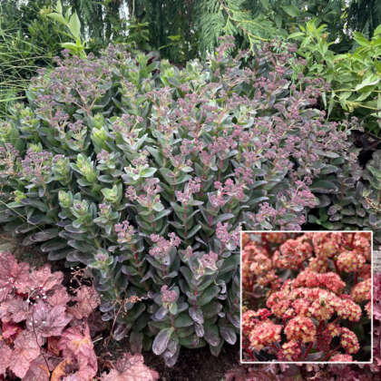 Succulents - Garden Express - Australia's Largest Online Nursery