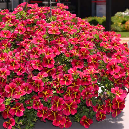 Calibrachoa Colibri Exotic Red Bling - Garden Express