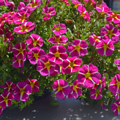 Calibrachoa - Garden Express - Australia's Largest Online Nursery