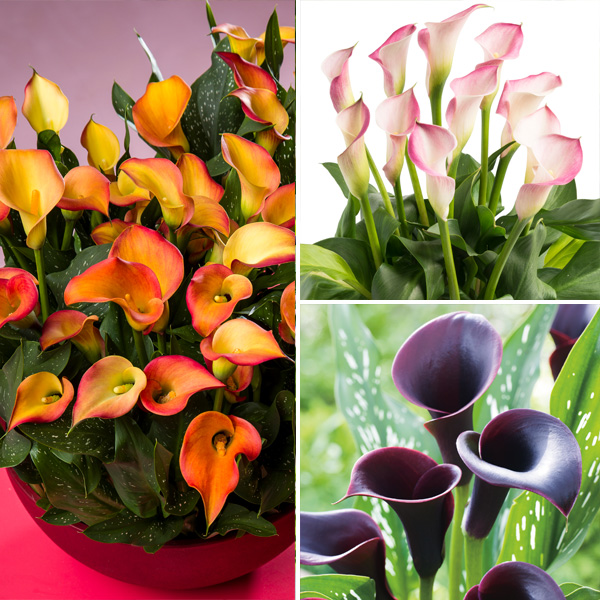 Calla Lily Crystal Blush - Garden Express