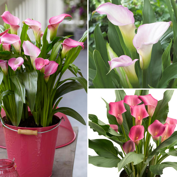 Calla Lily Crystal Blush - Garden Express