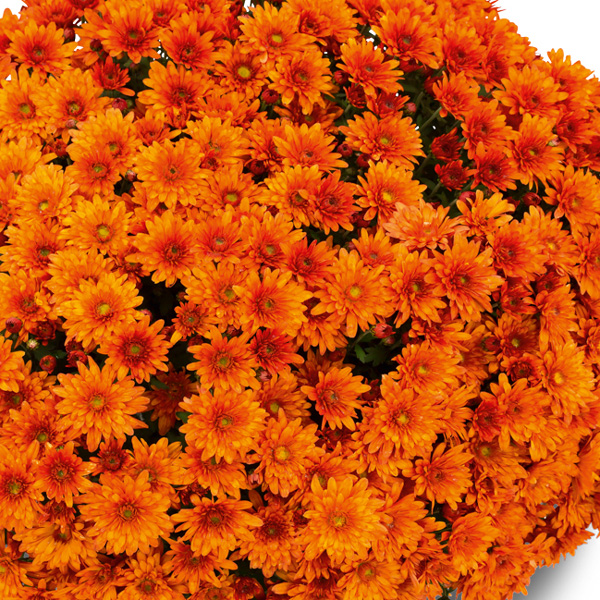 Garden Mum Chrysanthemum - Hourra Copper - Garden Express