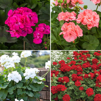 Geraniums (Pelargoniums) - Garden Express - Online Nursery