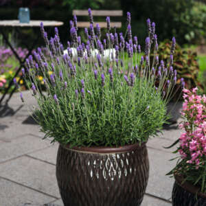 Best Lavender Varieties for Bee-Friendly Borders | Garden Express