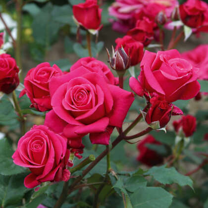 Roses for Sale Online | Fragrant Rose Plants | Garden Express