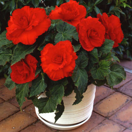 Tuberous Begonias - Garden Express - Australia's Largest Online Nursery