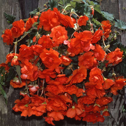 Tuberous Begonias - Garden Express - Australia's Largest Online Nursery