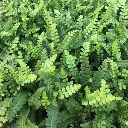 Foliage Plants for Aussie Gardens | Garden Express