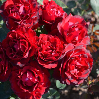 Delbard Rose Pink Intuition - Garden Express