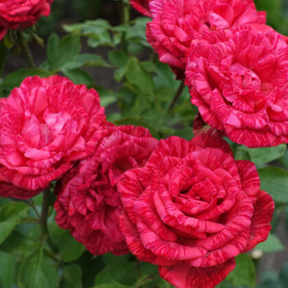 Delbard Roses - Garden Express