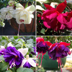 Fuchsia - Garden Express