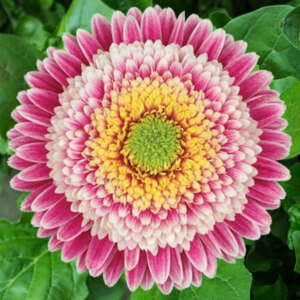 Gerberas (Transvaal daisy) - Garden Express - Online Nursery