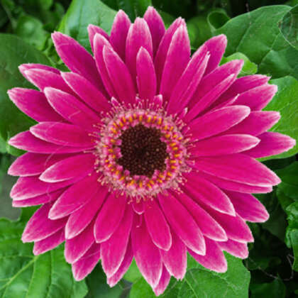 Perennials - Garden Express - Australia's Largest Online Nursery