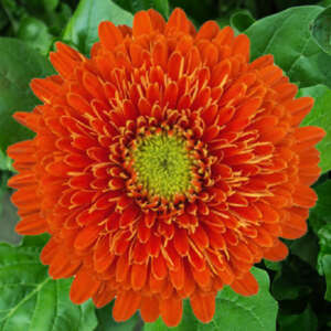 Perennials - Garden Express - Australia's Largest Online Nursery