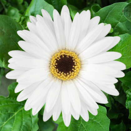 Gerberas (Transvaal daisy) - Garden Express - Online Nursery