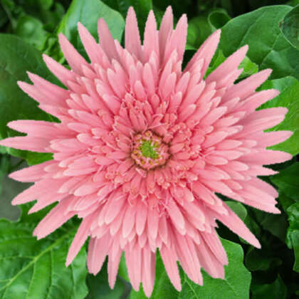 Gerberas (Transvaal daisy) - Garden Express - Online Nursery
