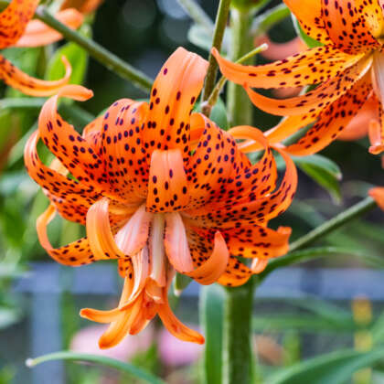 Tiger Lilies - Garden Express - Australia's Largest Online Nursery