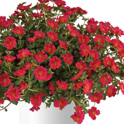 Trees, Shrubs & Grasses - Garden Express - Online Nursery