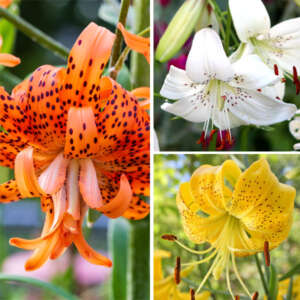 Liliums - Garden Express - Australia's Largest Online Nursery