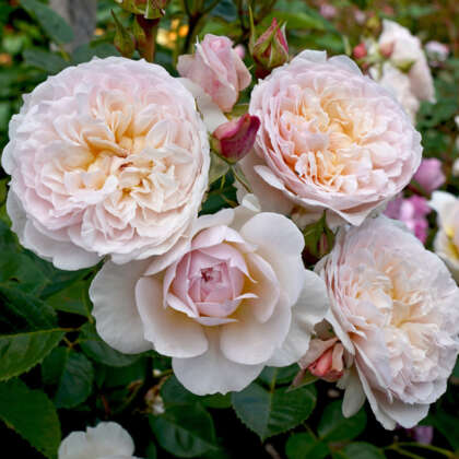 David Austin Roses - Garden Express - Australia's Largest Online Nursery