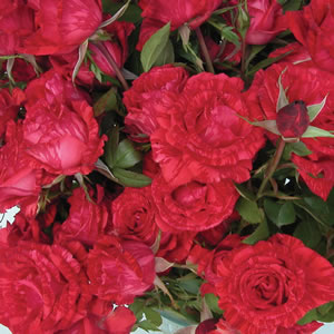 Delbard Rose Red Intuition - Garden Express