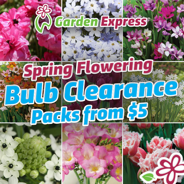 Bulb Specials - Garden Express - Australia's Largest Online Nursery